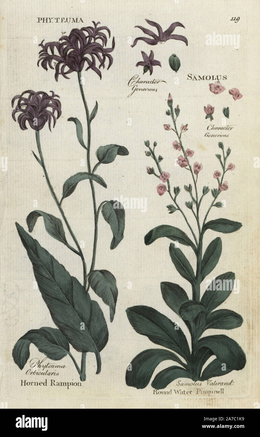 Phyteuma orbicularis hi-res stock photography and images - Alamy