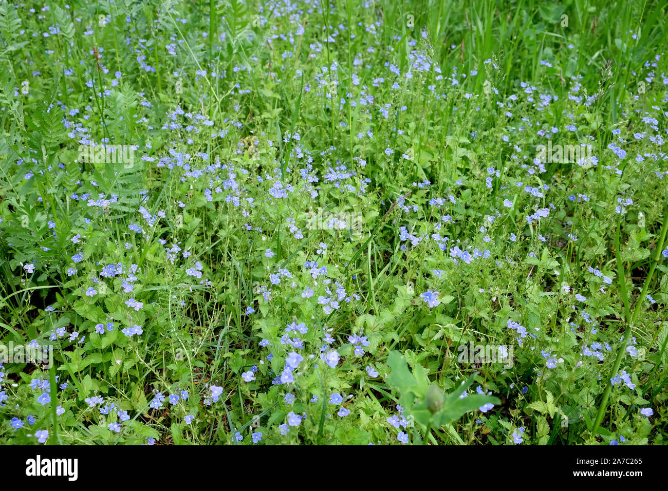Many light blue forget-me-not flowers blossoms in the meadow on summer ...