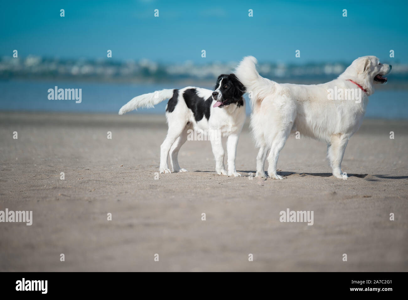 Standard podhale shepherd hi-res stock photography and images - Alamy