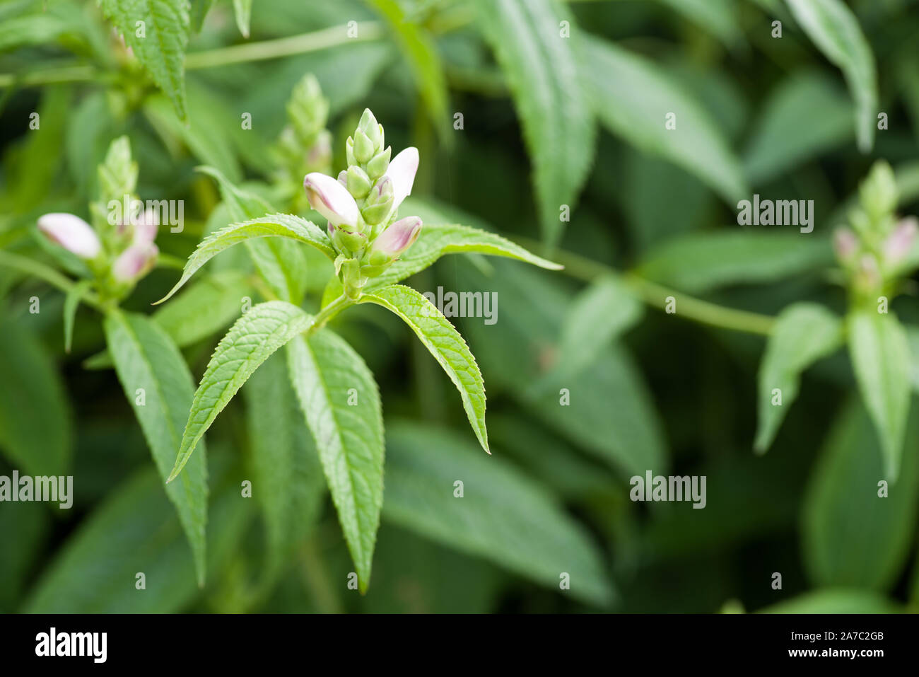 White Turtlehead (Chelone Glabra Stock Photo - Alamy