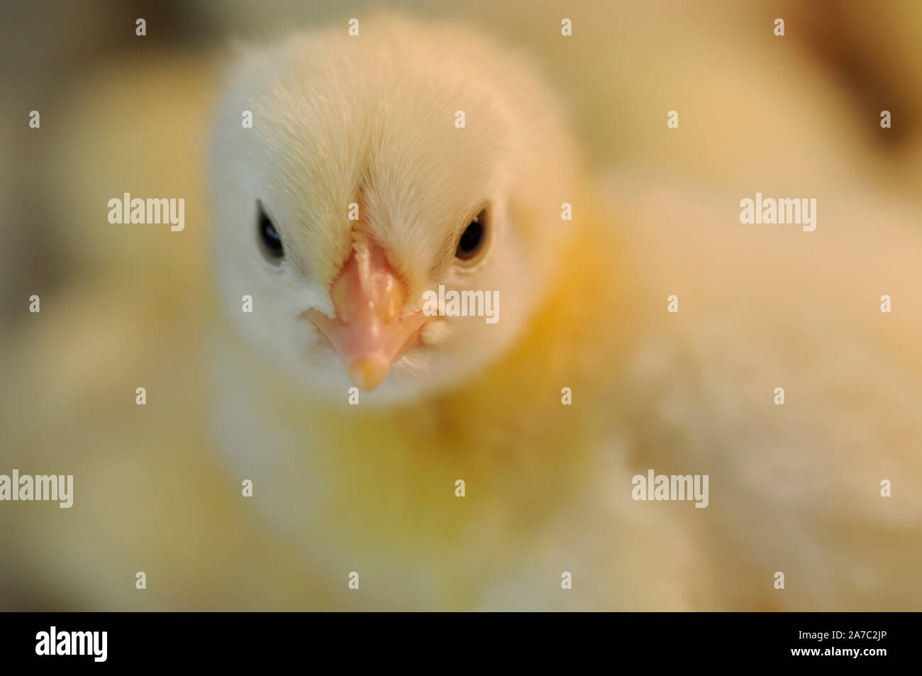 Young yellow chicks newly hatch in an incubators under observation ...