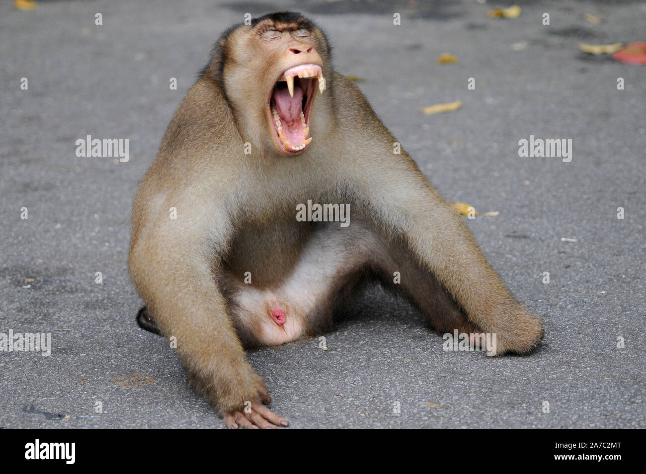 Alpha male monkey yawning close up Stock Photo - Alamy
