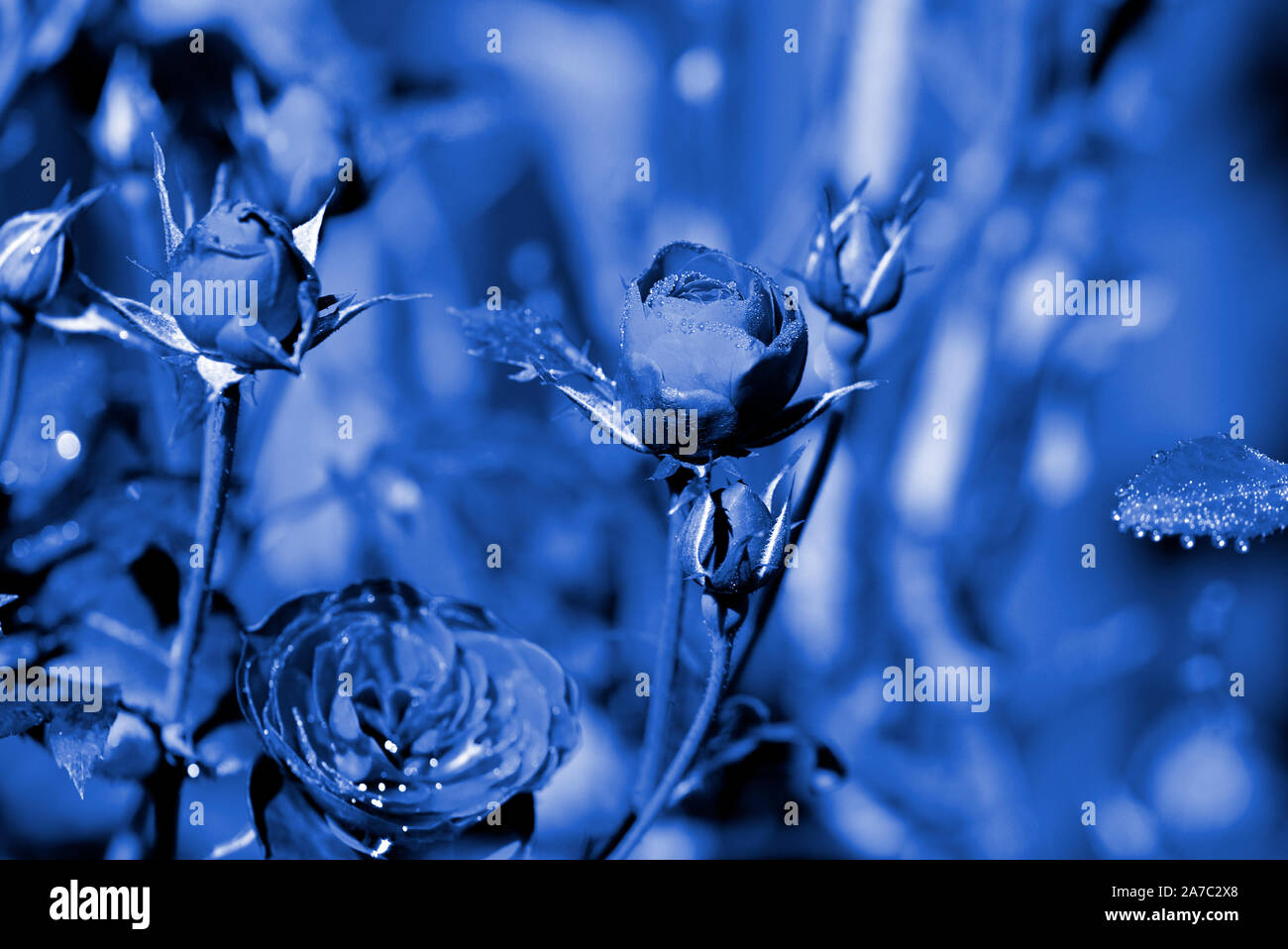 Rose flowers covered with morning dew in a summer garden close-up. Blue ...