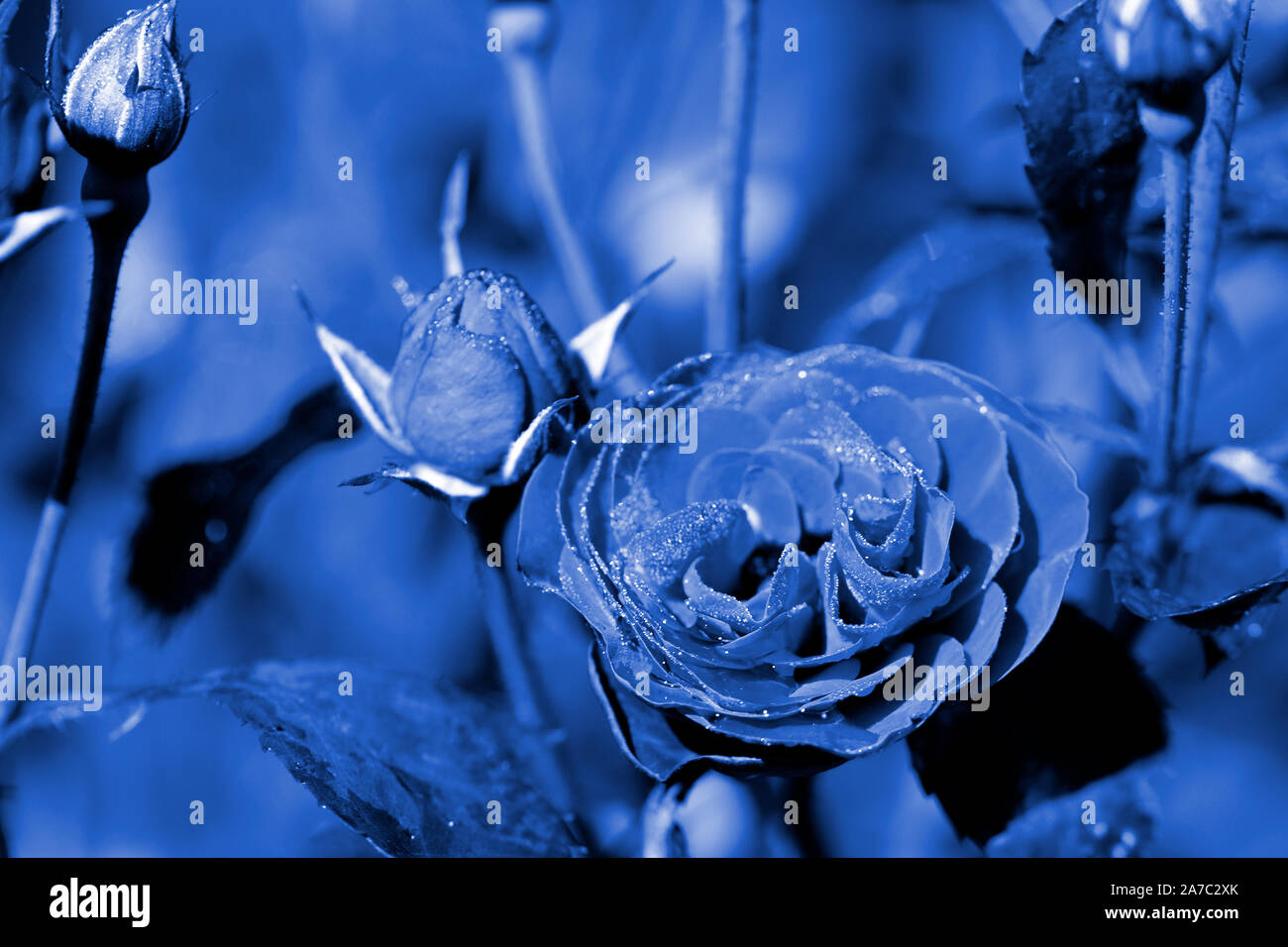 Rose flowers covered with morning dew in a summer garden close-up. Blue ...