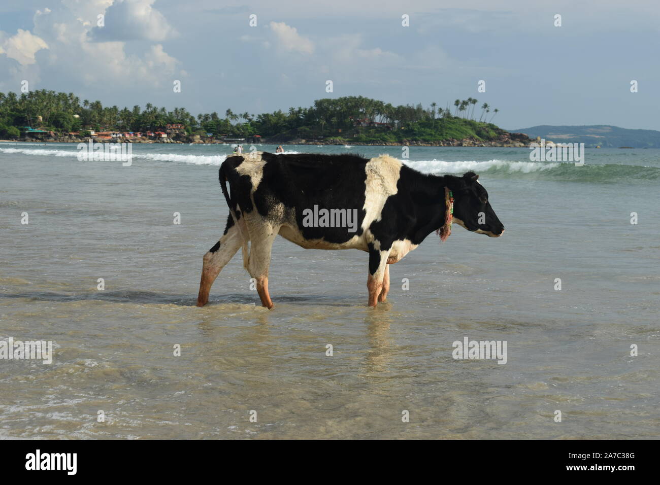 Cow at the beach hi-res stock photography and images - Alamy