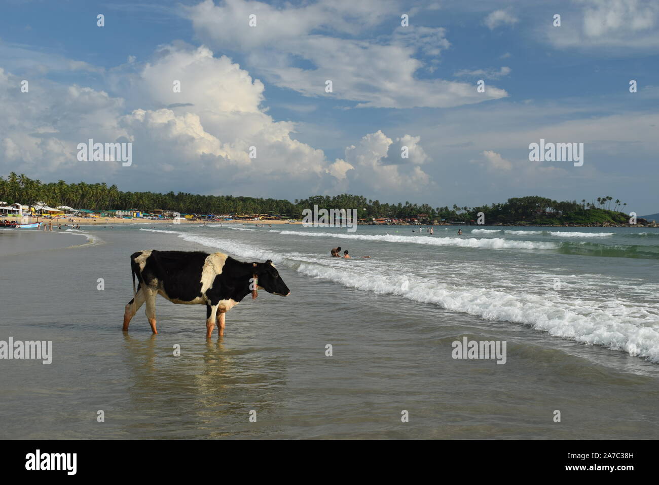 Cow at Indian beach Stock Photo - Alamy
