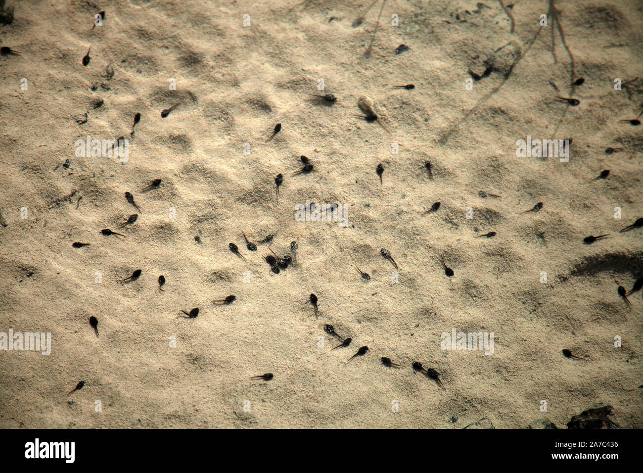 Tadpole hatching hi-res stock photography and images - Alamy