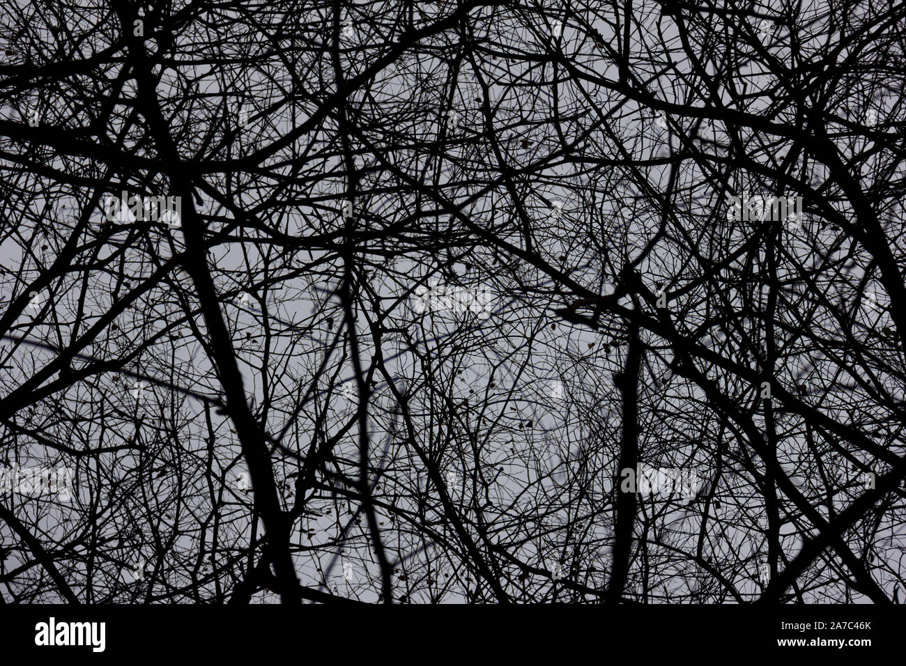 Scary tree silhouette hi-res stock photography and images - Alamy