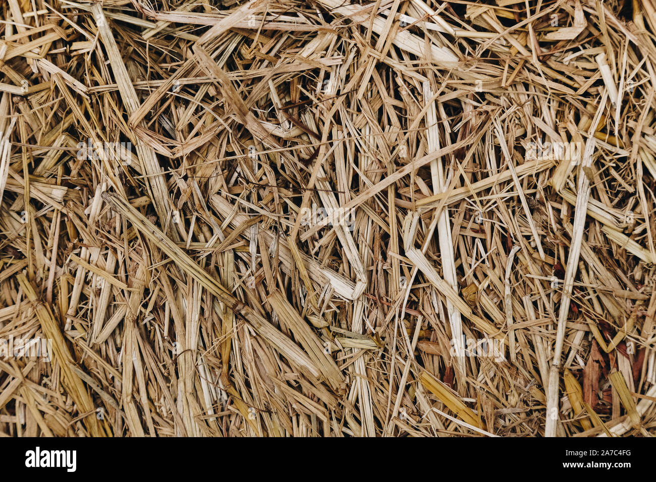 close up dry rice straw after harvest in the rice field. straw ...