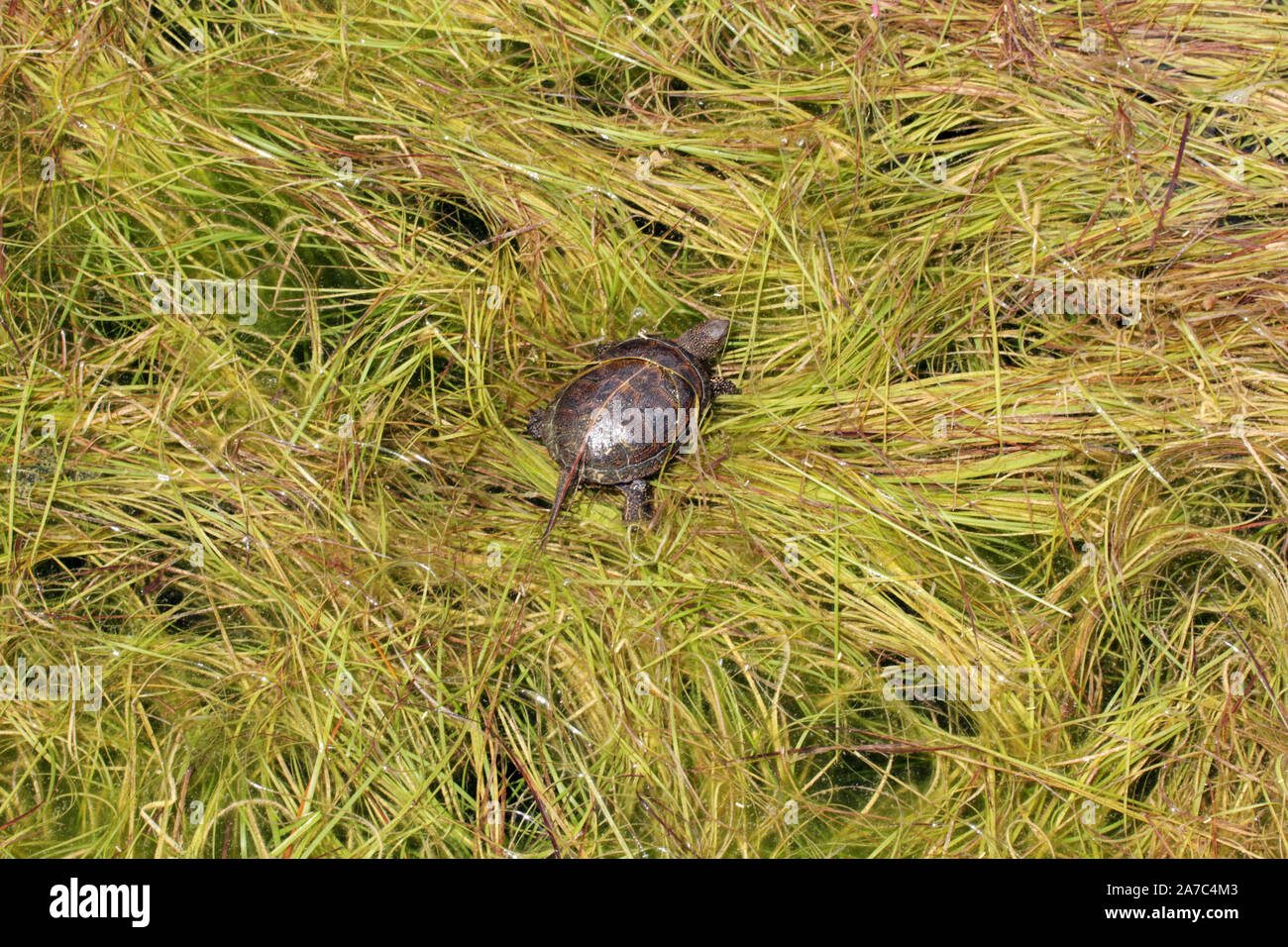 water turtles in the pool Stock Photo - Alamy