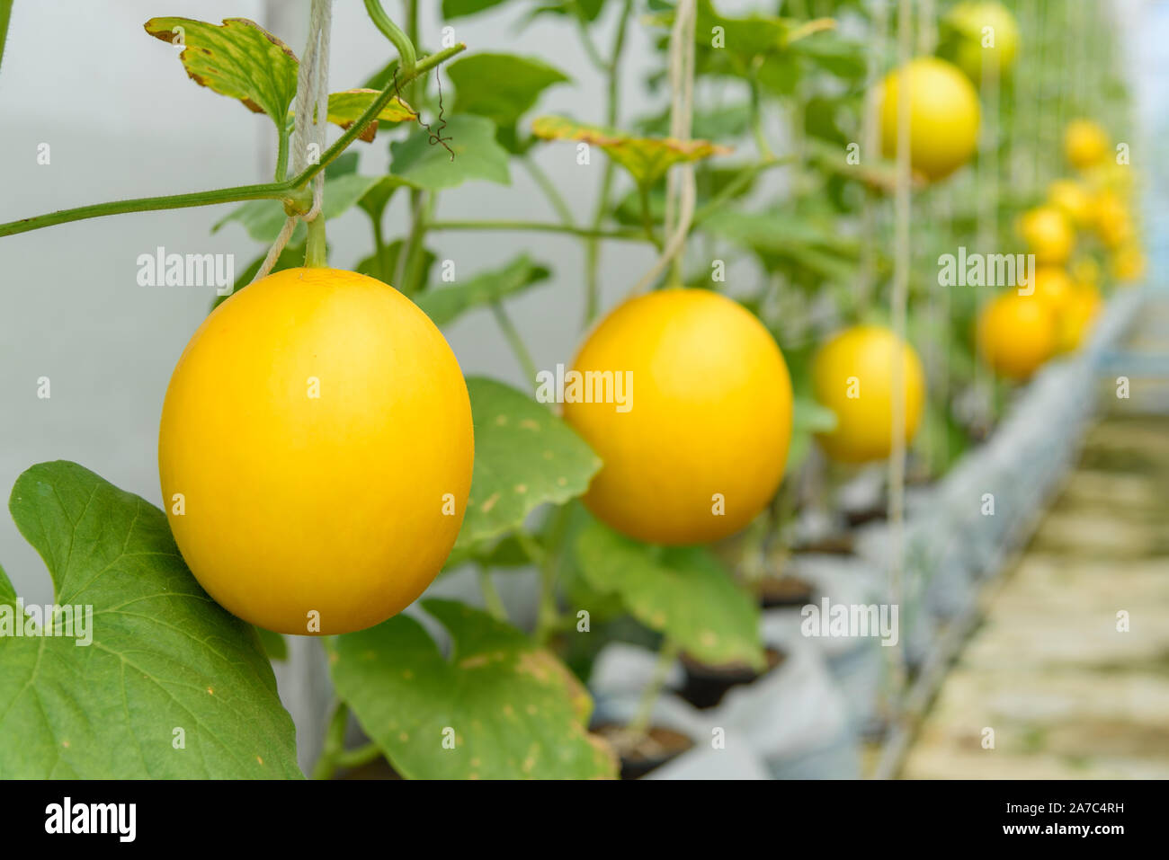 Fresh golden melon in farm Stock Photo - Alamy