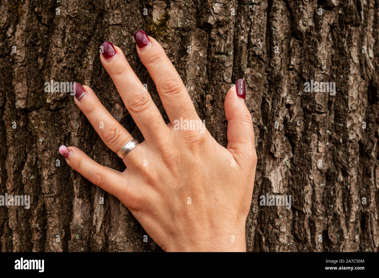 Woman hand on tree trunk. Concept of save environment or unity with ...