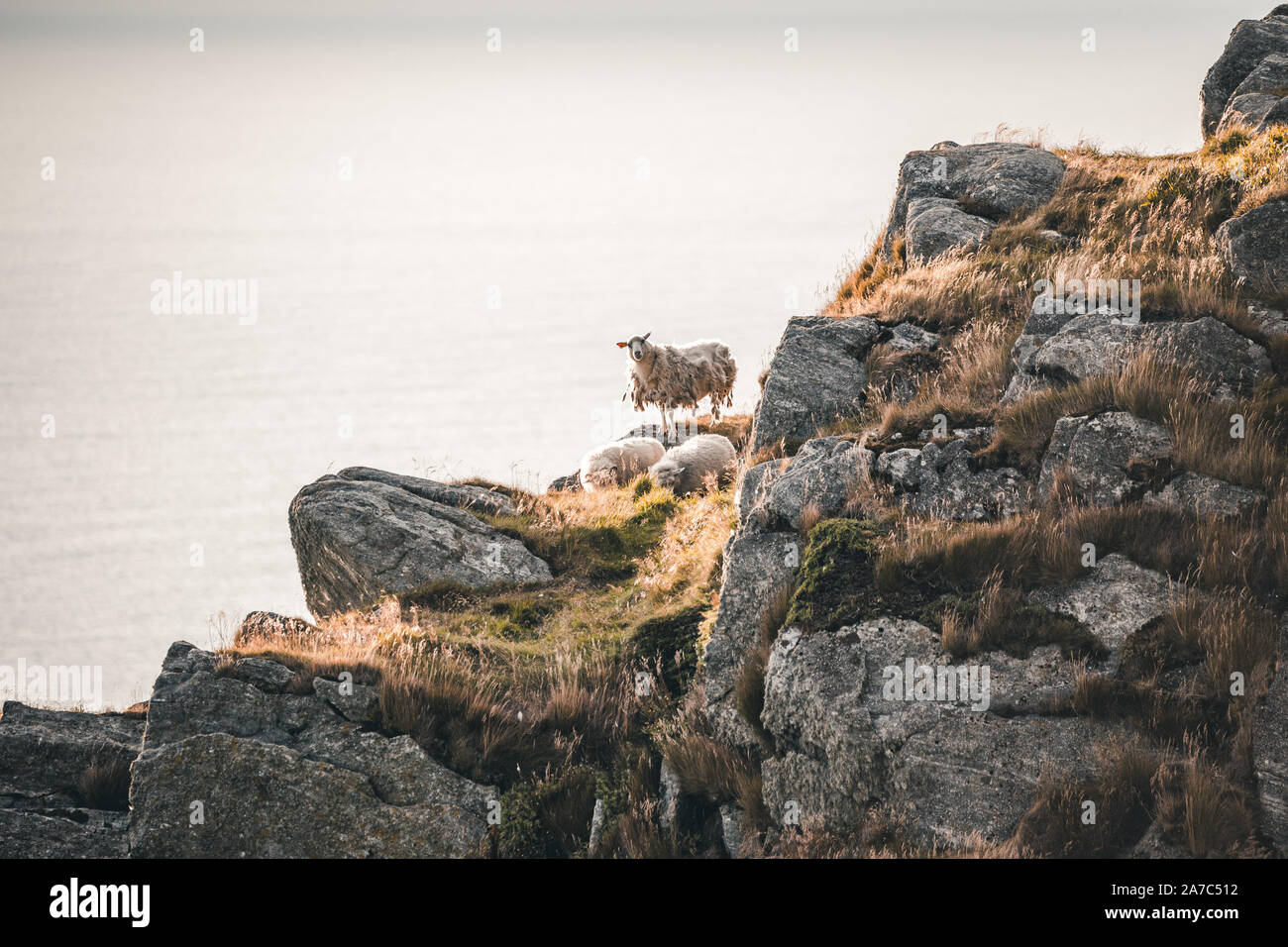 Pag island sheep hi-res stock photography and images - Alamy
