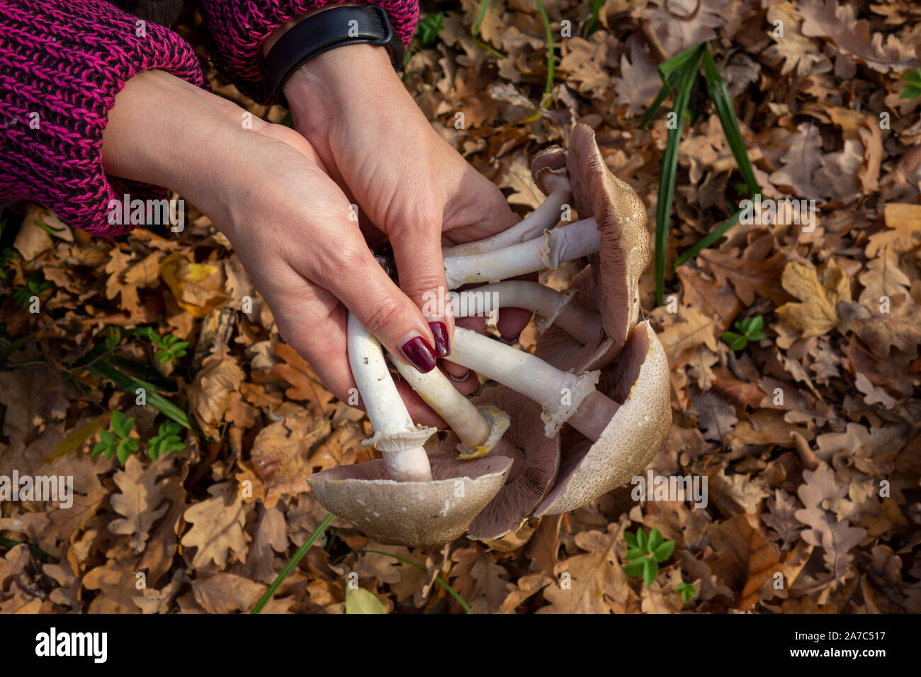 Big mushrooms in woman hands on yellow leaves background. Problem of ... Big mushrooms in woman hands on yellow leaves background. Problem of ...