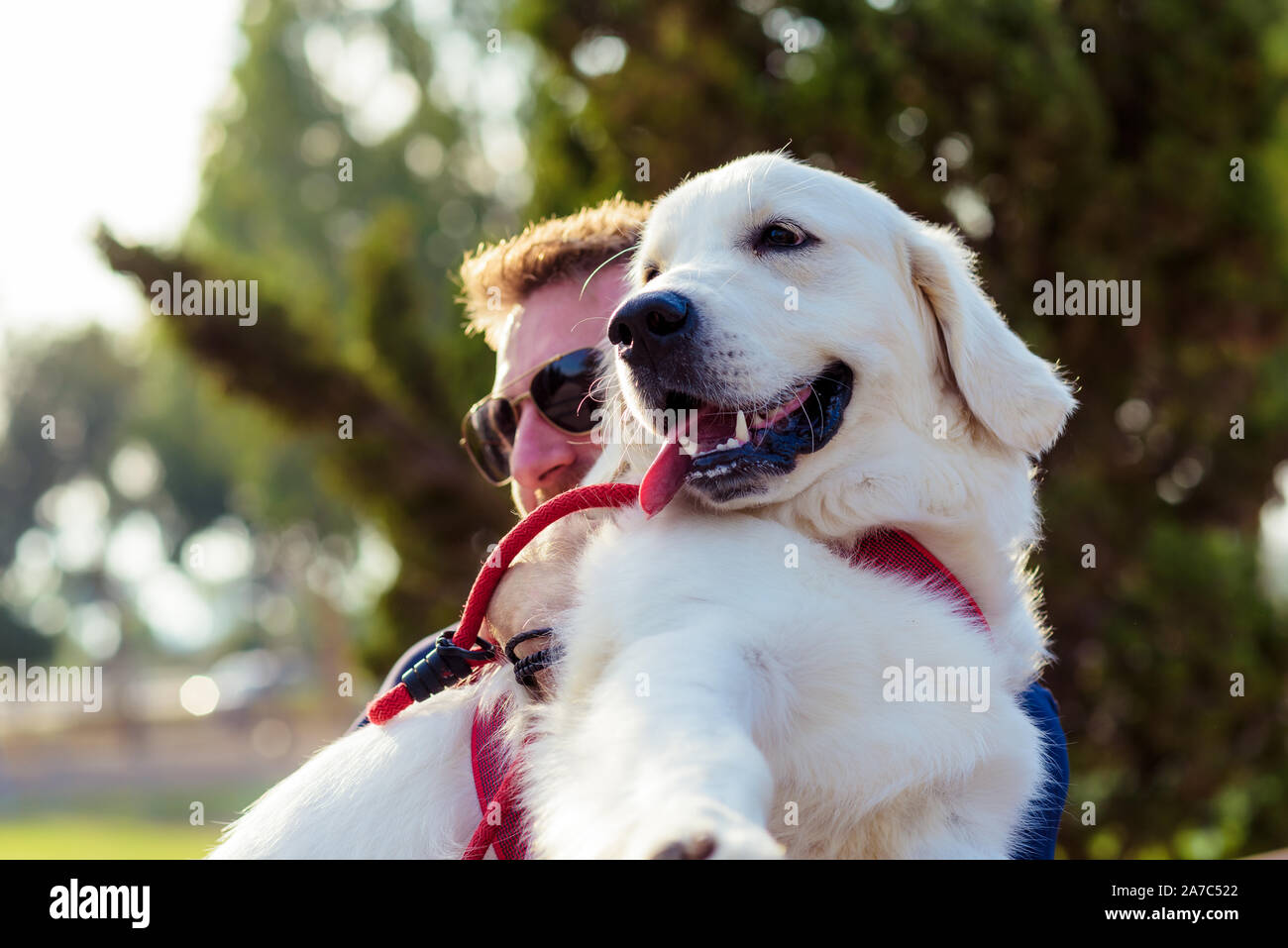 Golden retriever in the park hi-res stock photography and images - Alamy