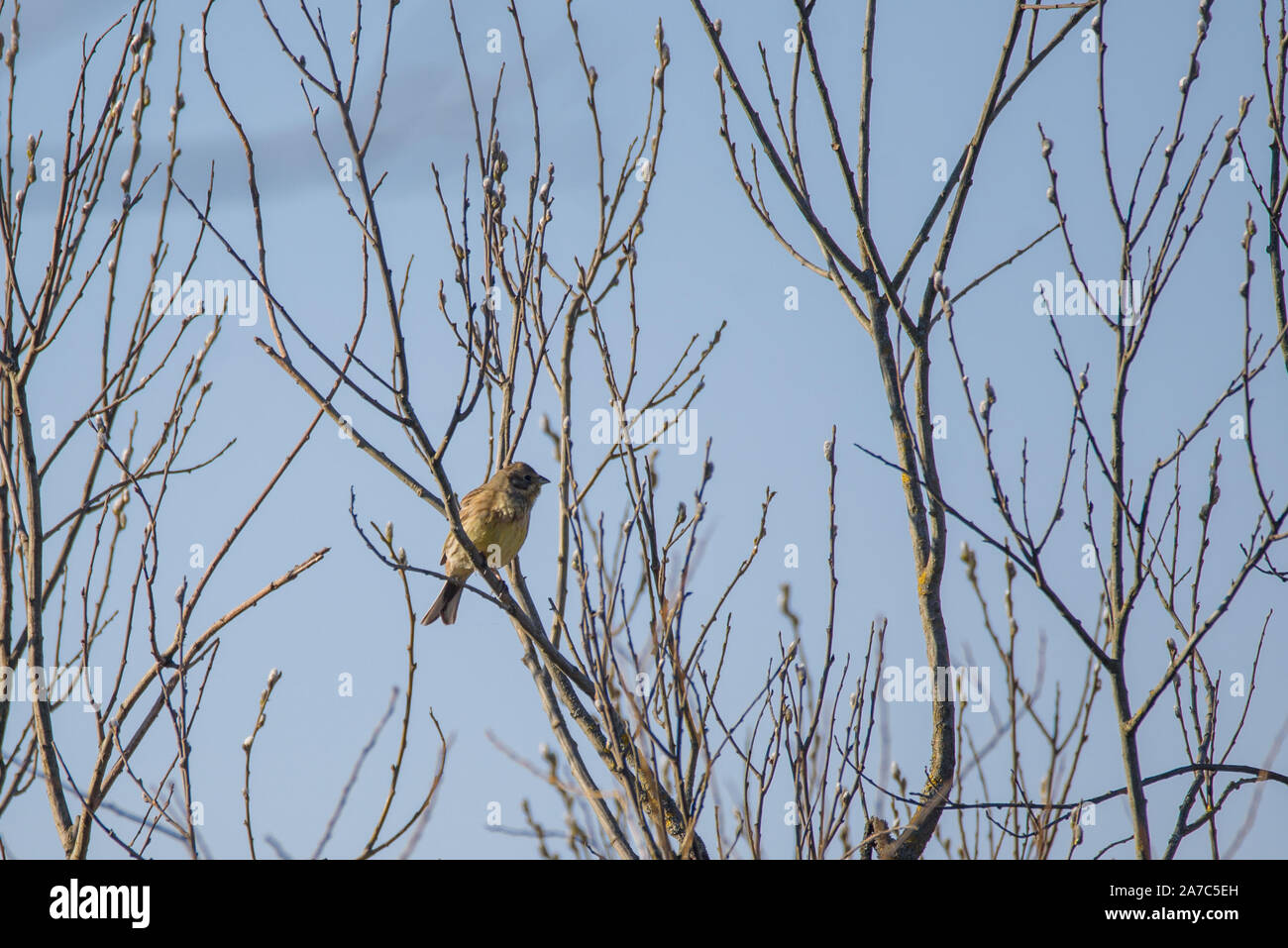 Yellowhammer (Emberiza citrinella) female bird, sitting on branch of ...