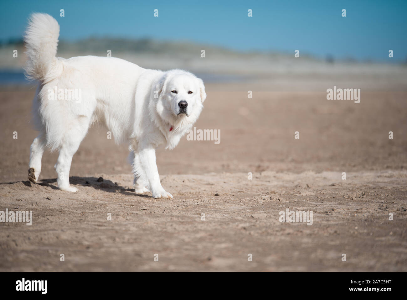 Polish shepherd podhale dog hi-res stock photography and images - Alamy
