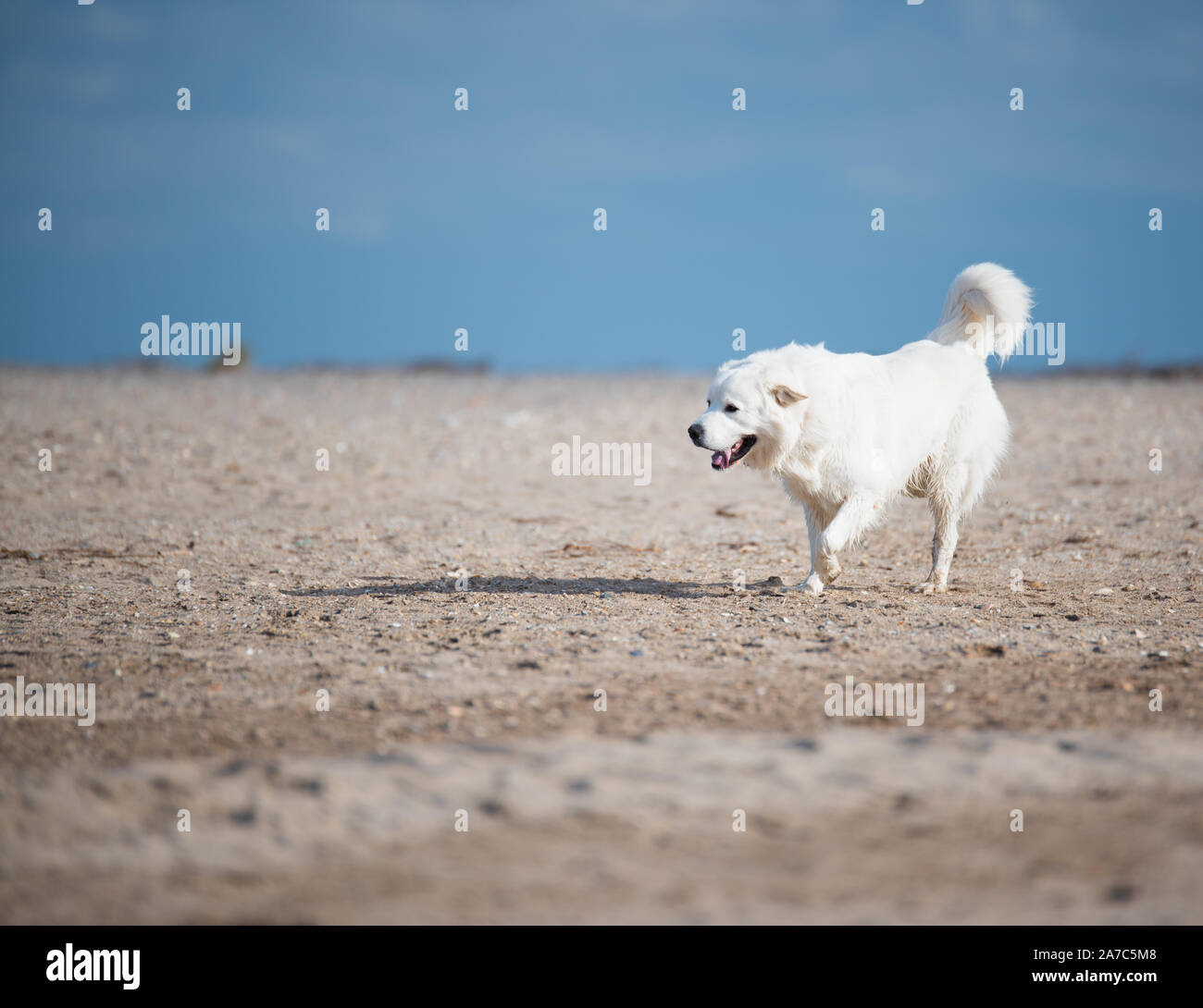 Polish shepherd of podhale character hi-res stock photography and ...