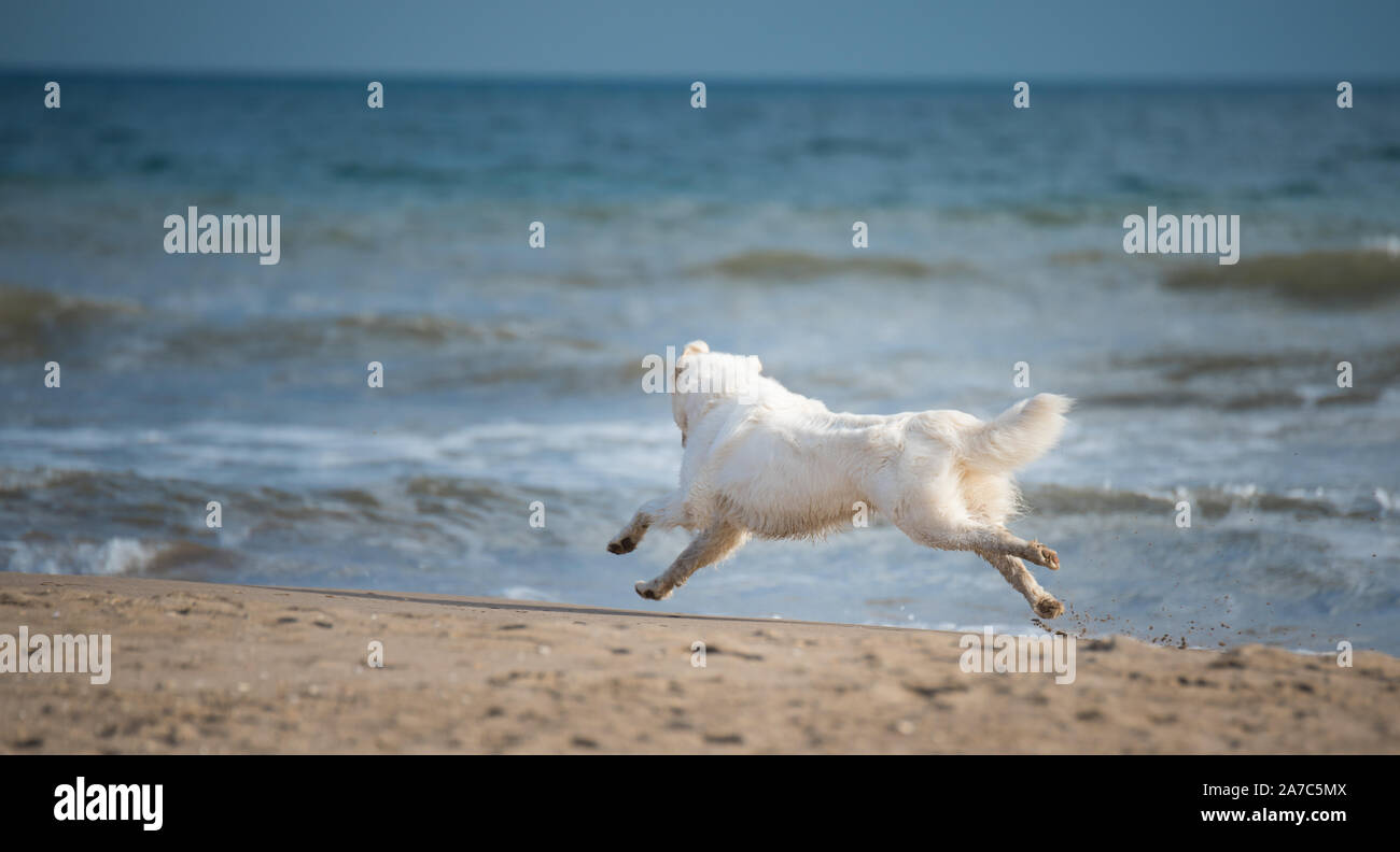 Polish shepherd podhale dog hi-res stock photography and images - Alamy