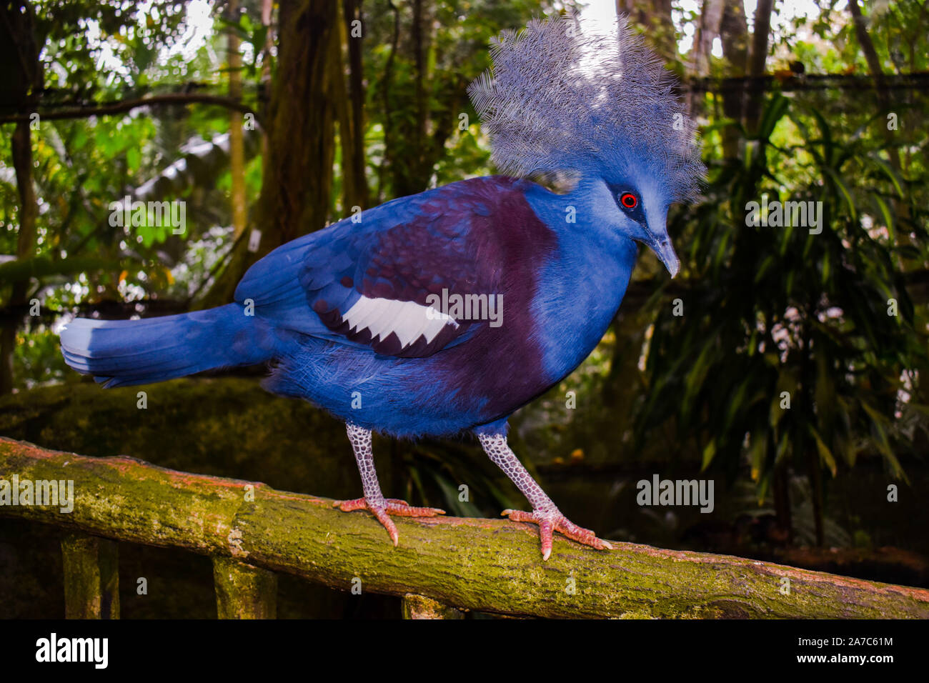 beautiful blue Victoria crowned pigeon Stock Photo - Alamy