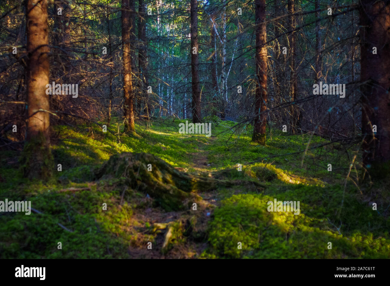 Swedish pines hi-res stock photography and images - Alamy