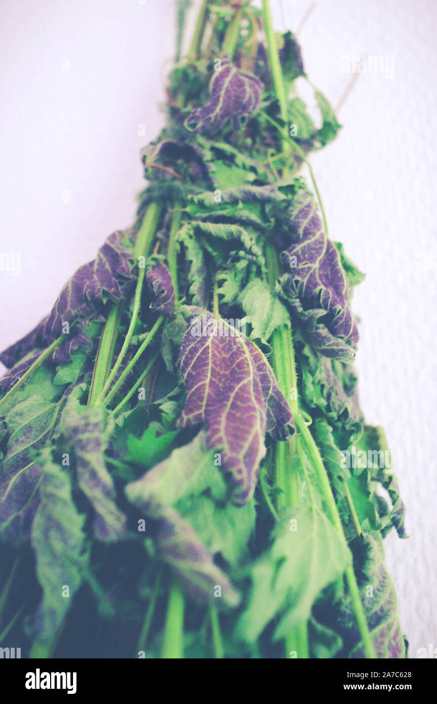 Nettle bouquet hi-res stock photography and images - Alamy