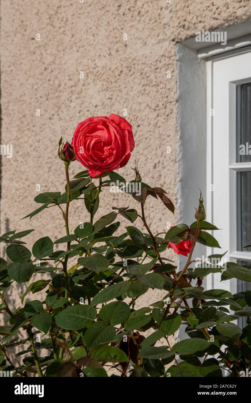 large red rose in full bloom in October in Cornwall Stock Photo - Alamy
