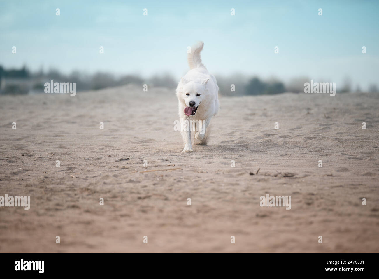 Podhale shepherd dog hi-res stock photography and images - Alamy