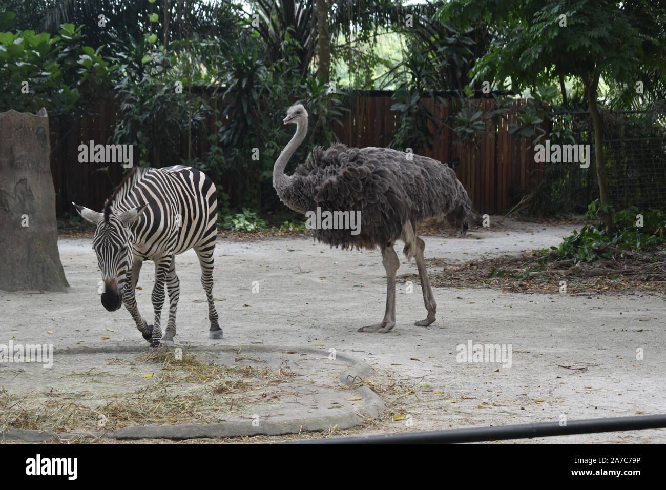 Ostrich and zebra together hi-res stock photography and images - Alamy