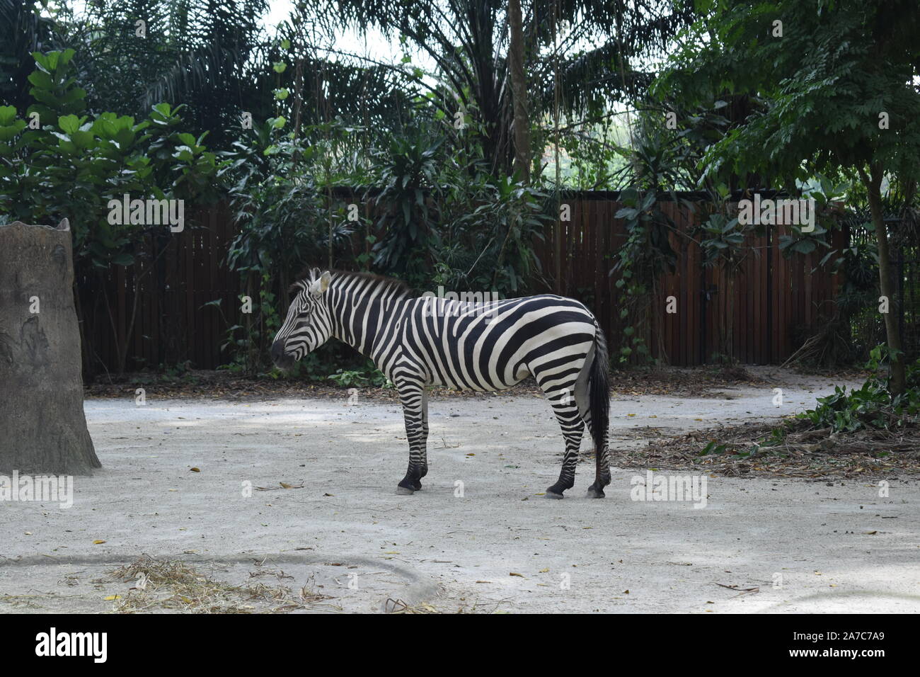 Animal with stripes hi-res stock photography and images - Alamy