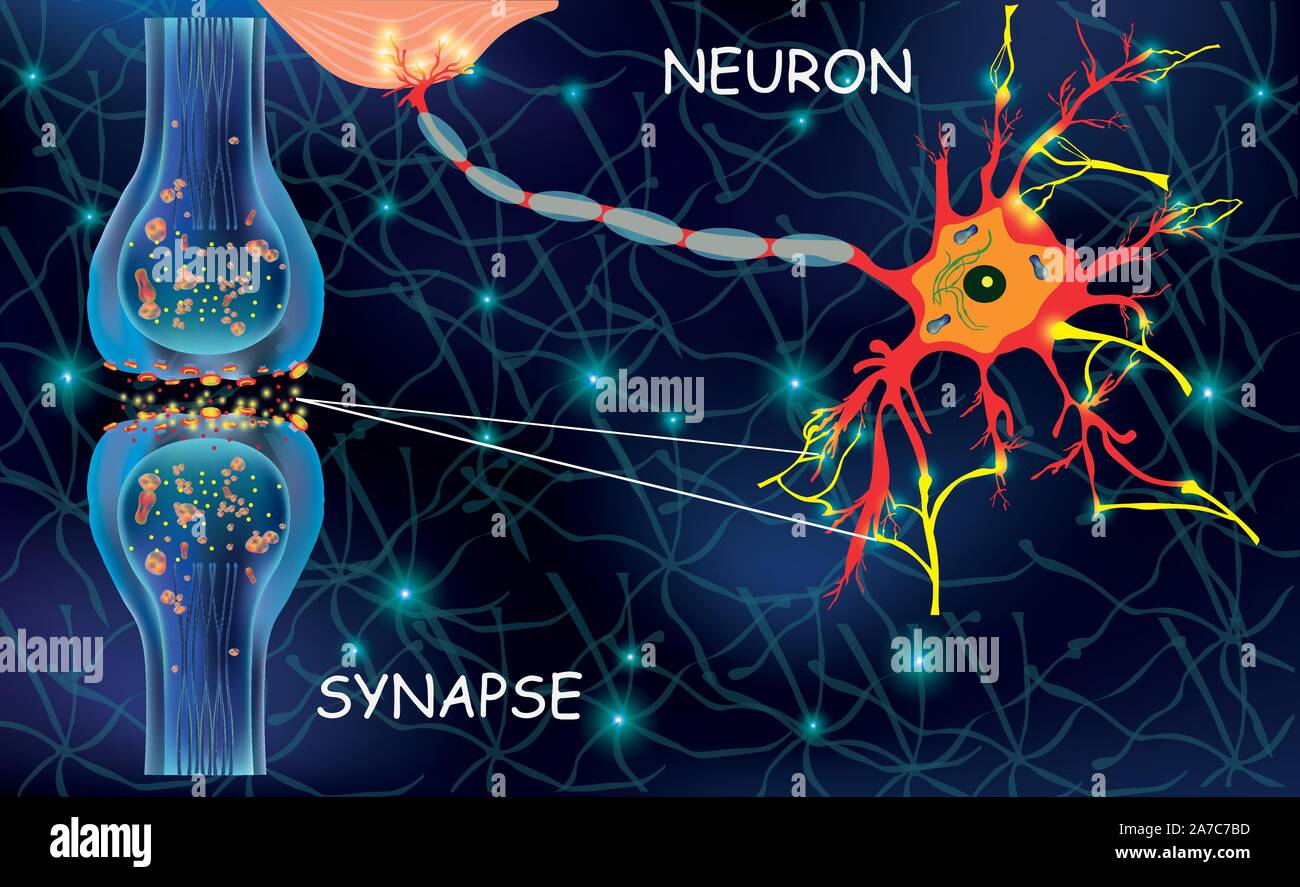 Synaptic Cleft Neuron