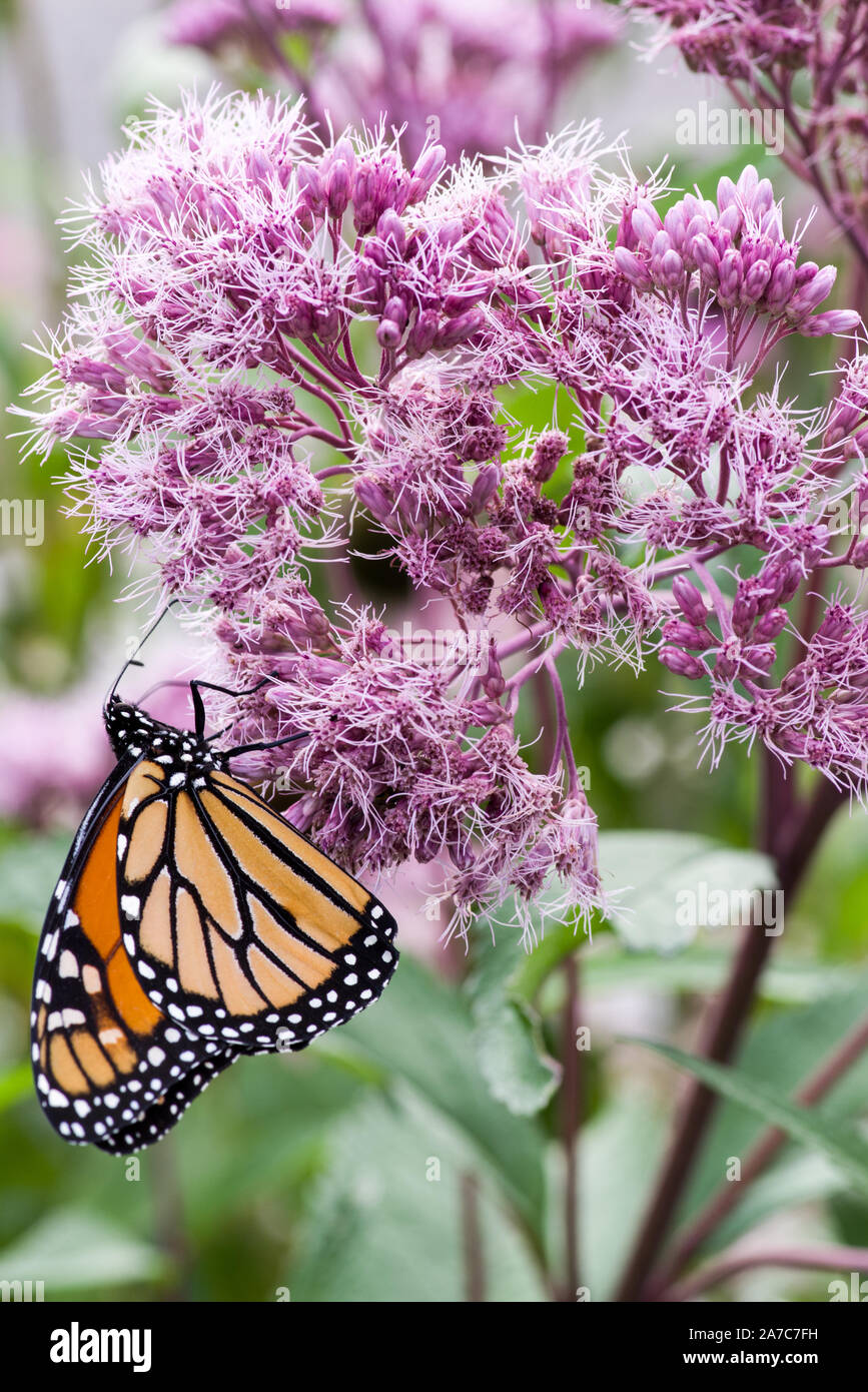 Monarch Butterfly (Danaus plexippus Stock Photo - Alamy