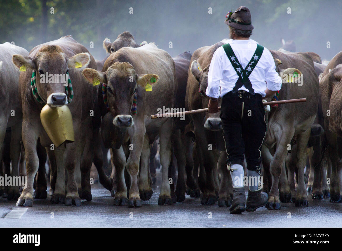 Kuhherde | Cow herd, Almabtrieb, Kuh, Cow Stock Photo - Alamy