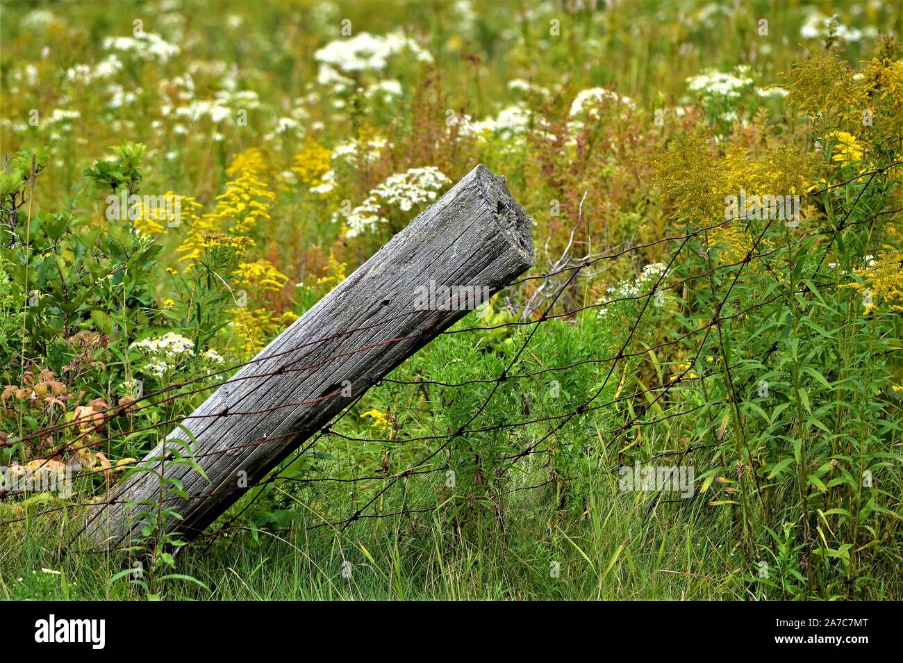 Leaning weathered wood post and summer field Stock Photo - Alamy