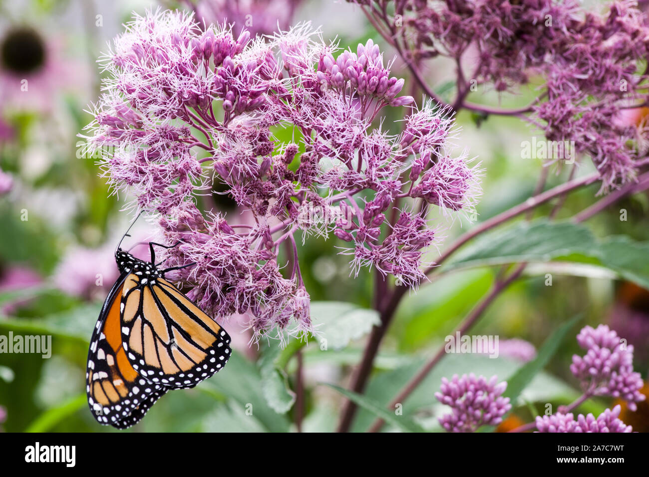 Monarch Butterfly (Danaus plexippus Stock Photo - Alamy