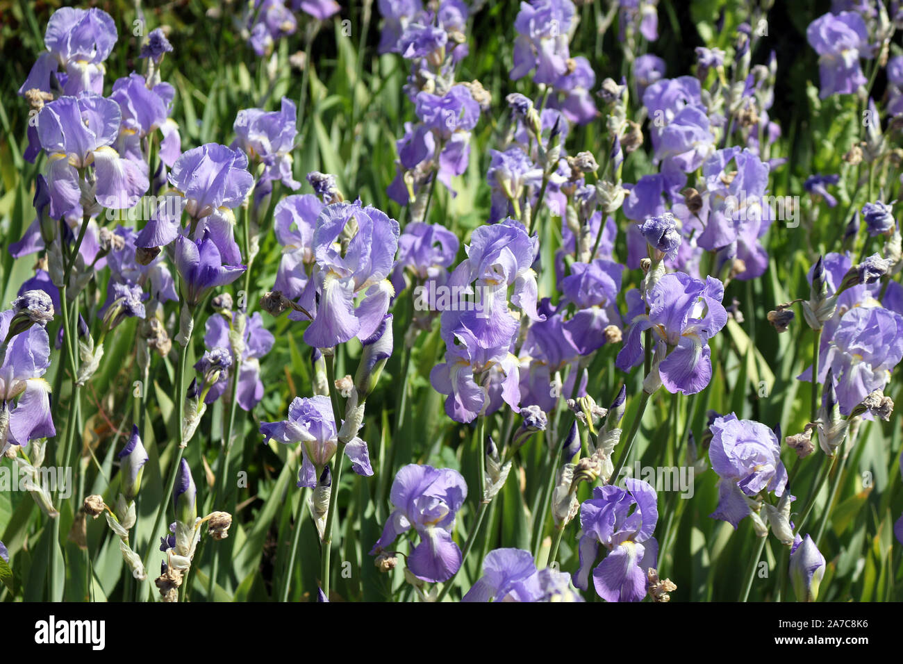 Tall bearded garden irises hi-res stock photography and images - Alamy