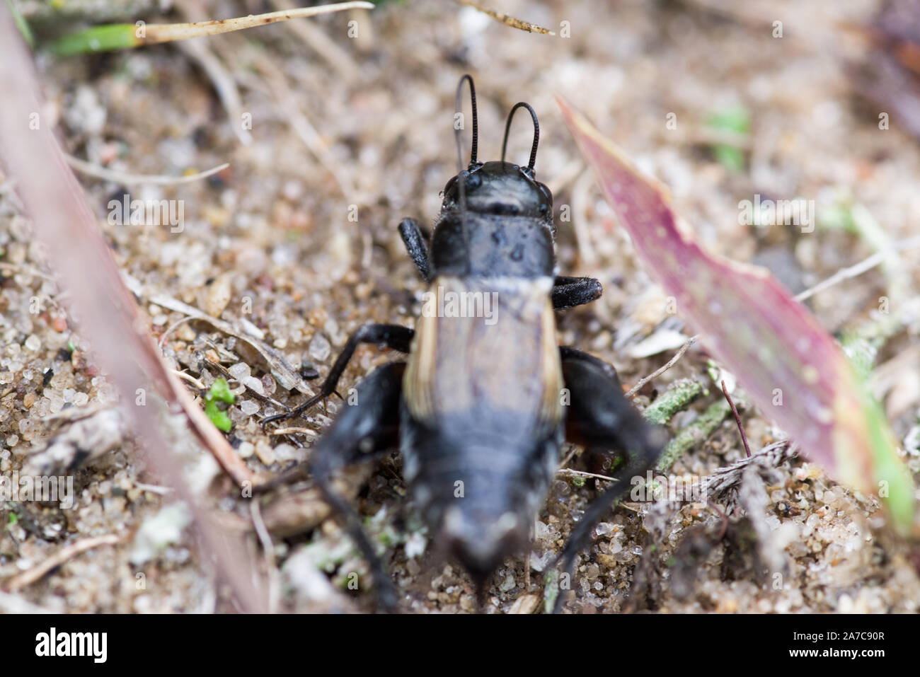 Midwest cricket hi-res stock photography and images - Alamy