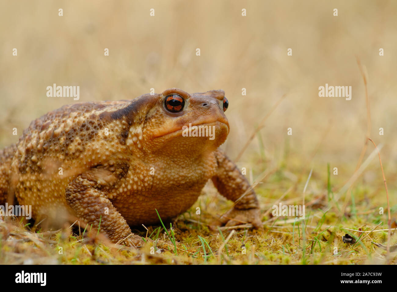 European common toad, background color Animals Wildlife Stock Photo - Alamy