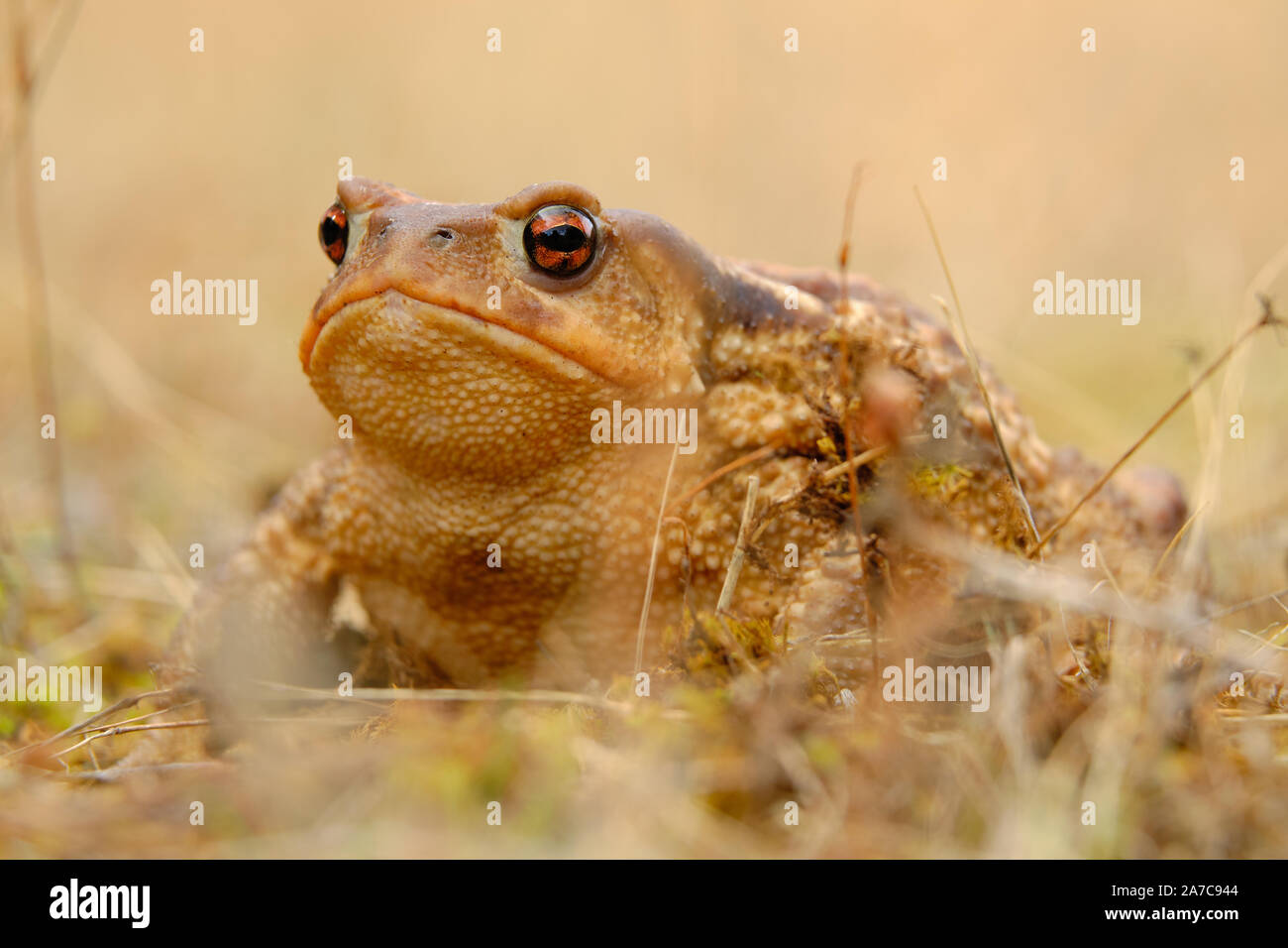 European common toad, background color Animals Wildlife Stock Photo - Alamy