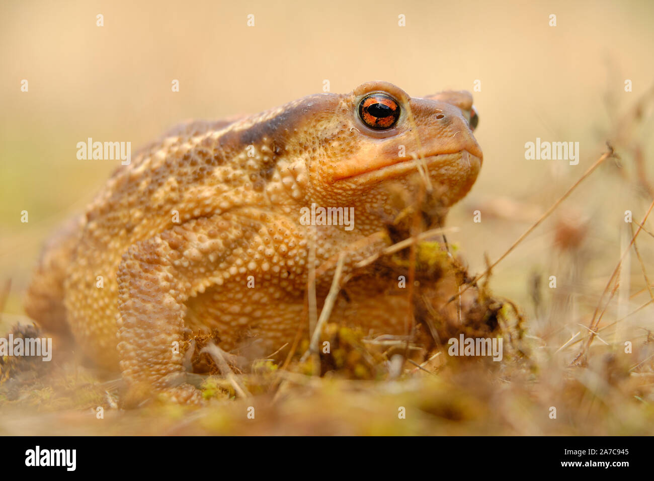 European common toad, background color Animals Wildlife Stock Photo - Alamy