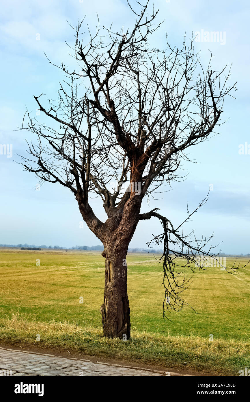 Lonely dead tree by cobbled road Stock Photo - Alamy