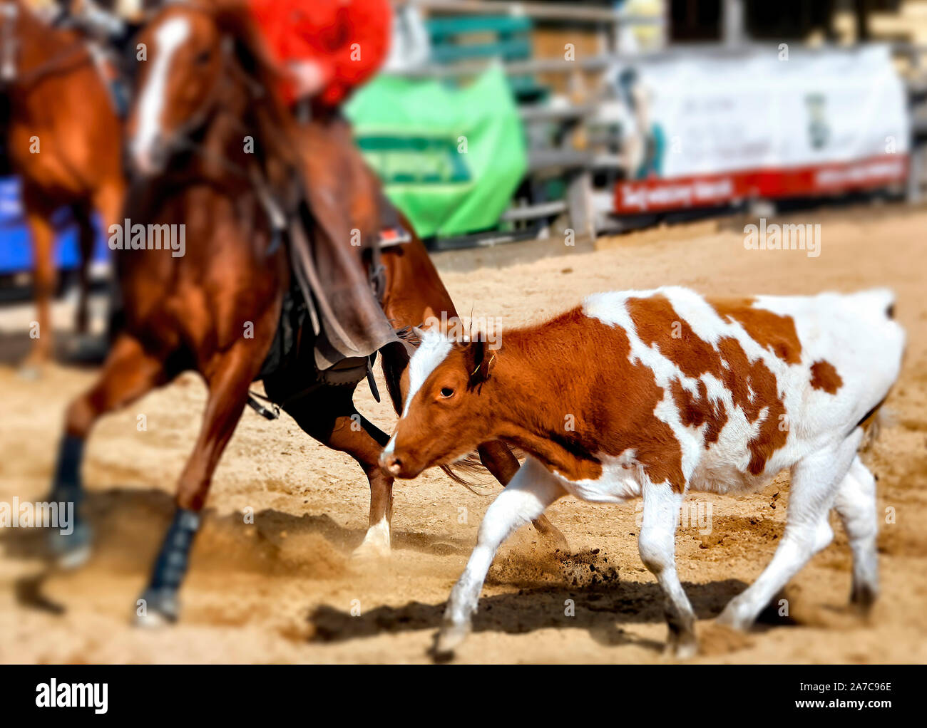 Rodeo show showing steer roping Stock Photo - Alamy