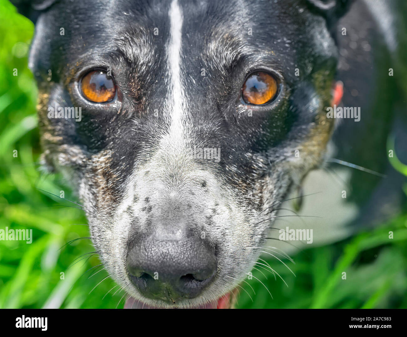 Adorable small dog hi-res stock photography and images - Alamy