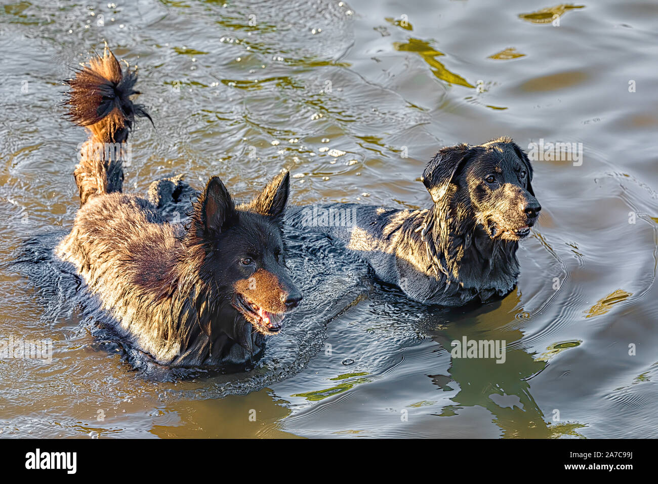 Dog having fun in a river Stock Photo - Alamy