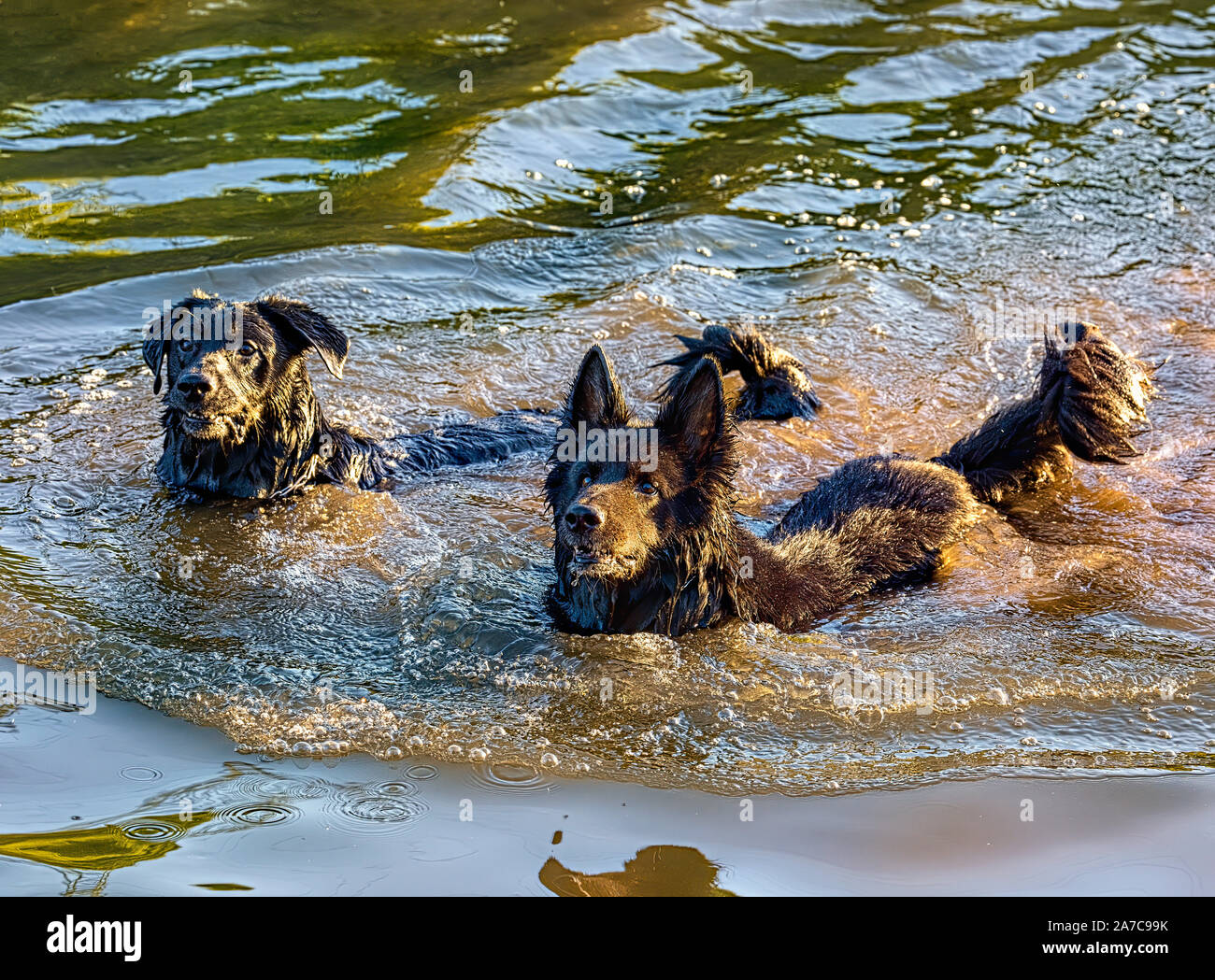 Dog having fun in a river Stock Photo - Alamy