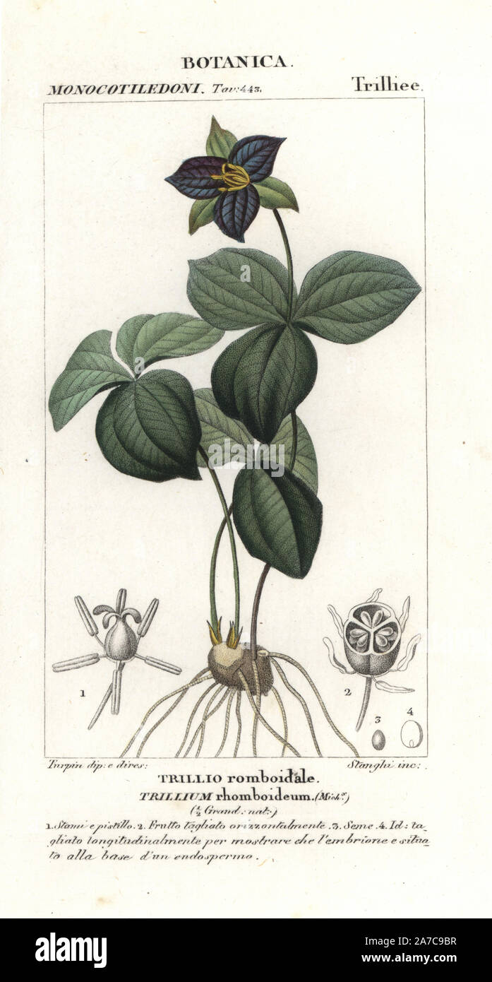Stinking Benjamin Trillium