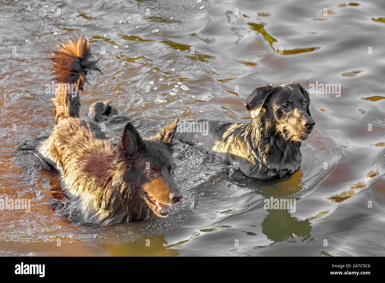 Dog having fun in a river Stock Photo - Alamy
