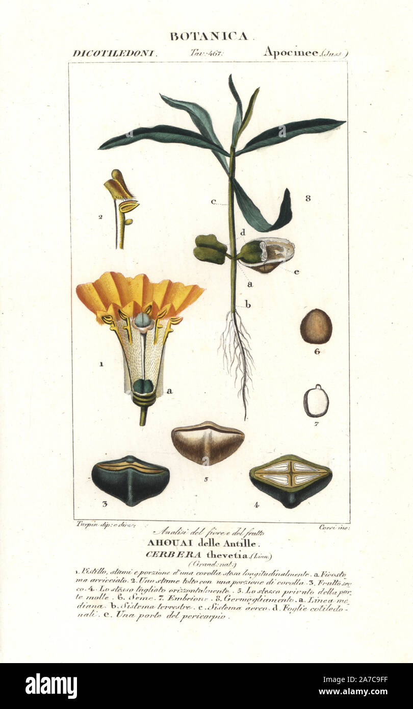 Yellow oleander or lucky nut, Thevetia peruviana, native to Mexico and ...