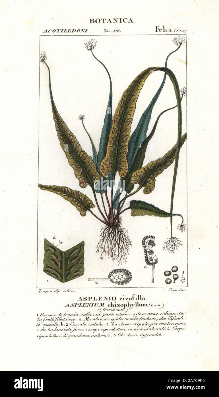 American walking fern, Asplenium rhizophyllum, native to America ...