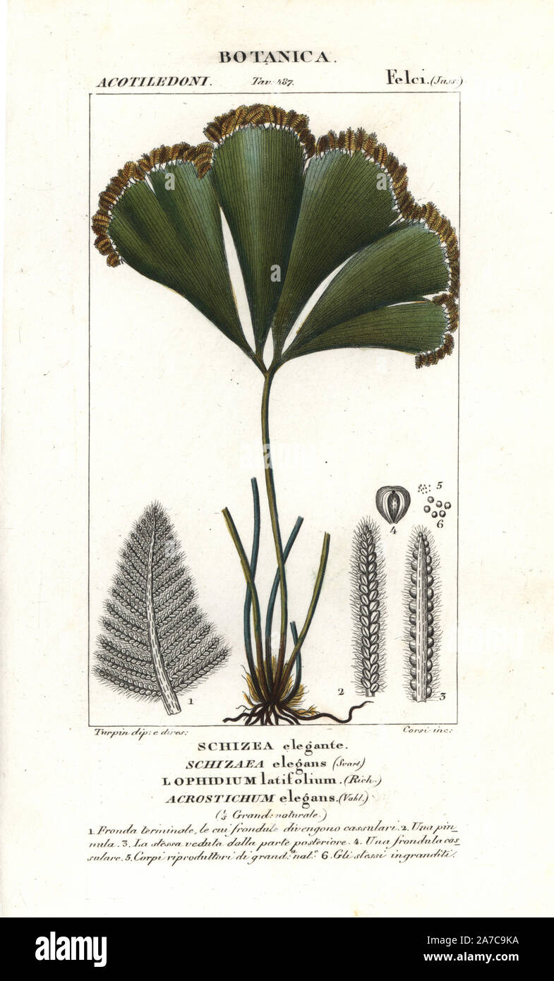 Forked comb fern, Acrostichum elegans. Handcoloured copperplate stipple ...
